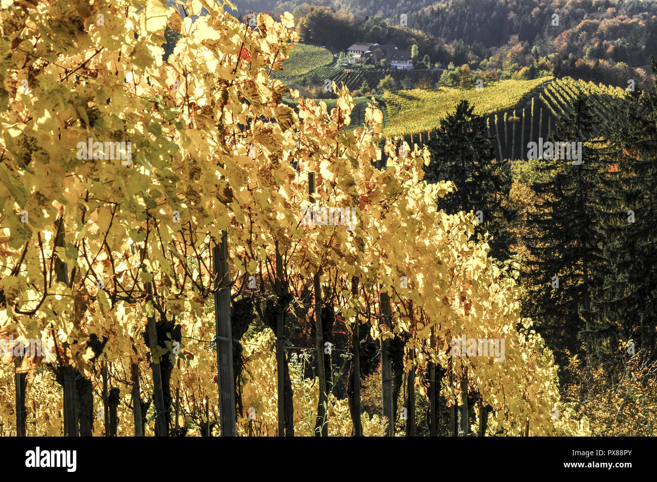 Suedsteirische Weinstrasse, Southern Styria wine route in autumn ...