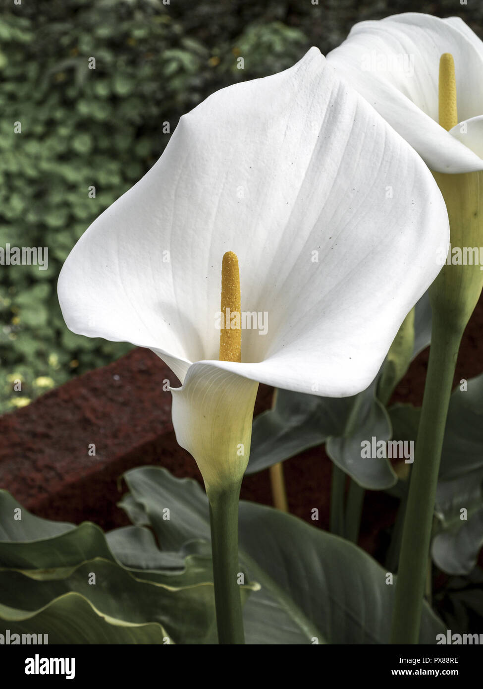 Flowerage of Madeira, flower of calla, Zantedeschia aethiopica ...