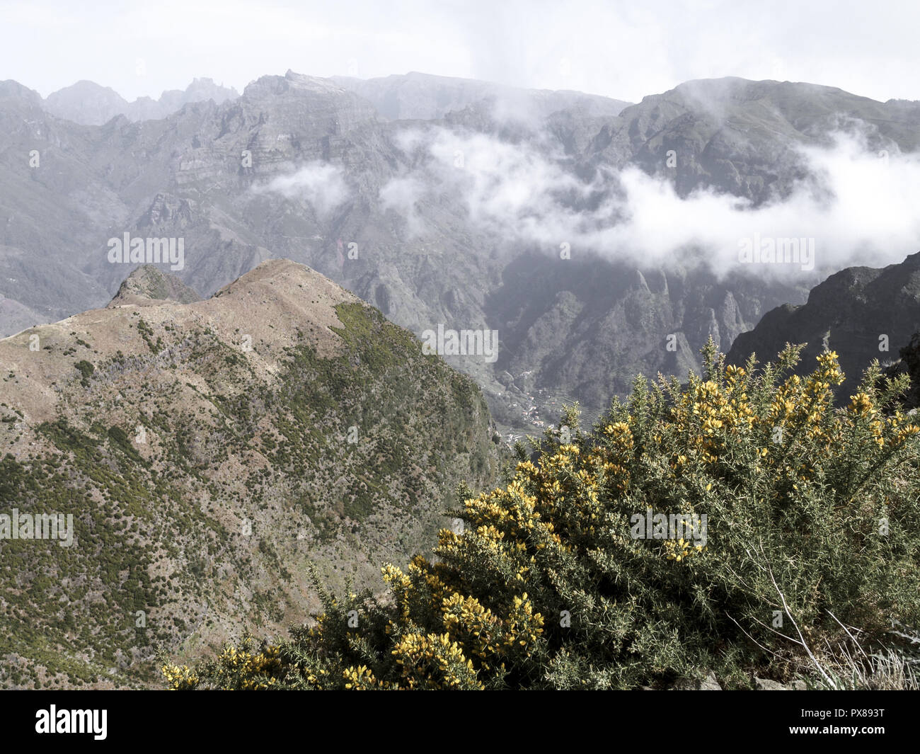 Mountain scenery, European gorse, Ulex europaeus, plants at Madeira ...