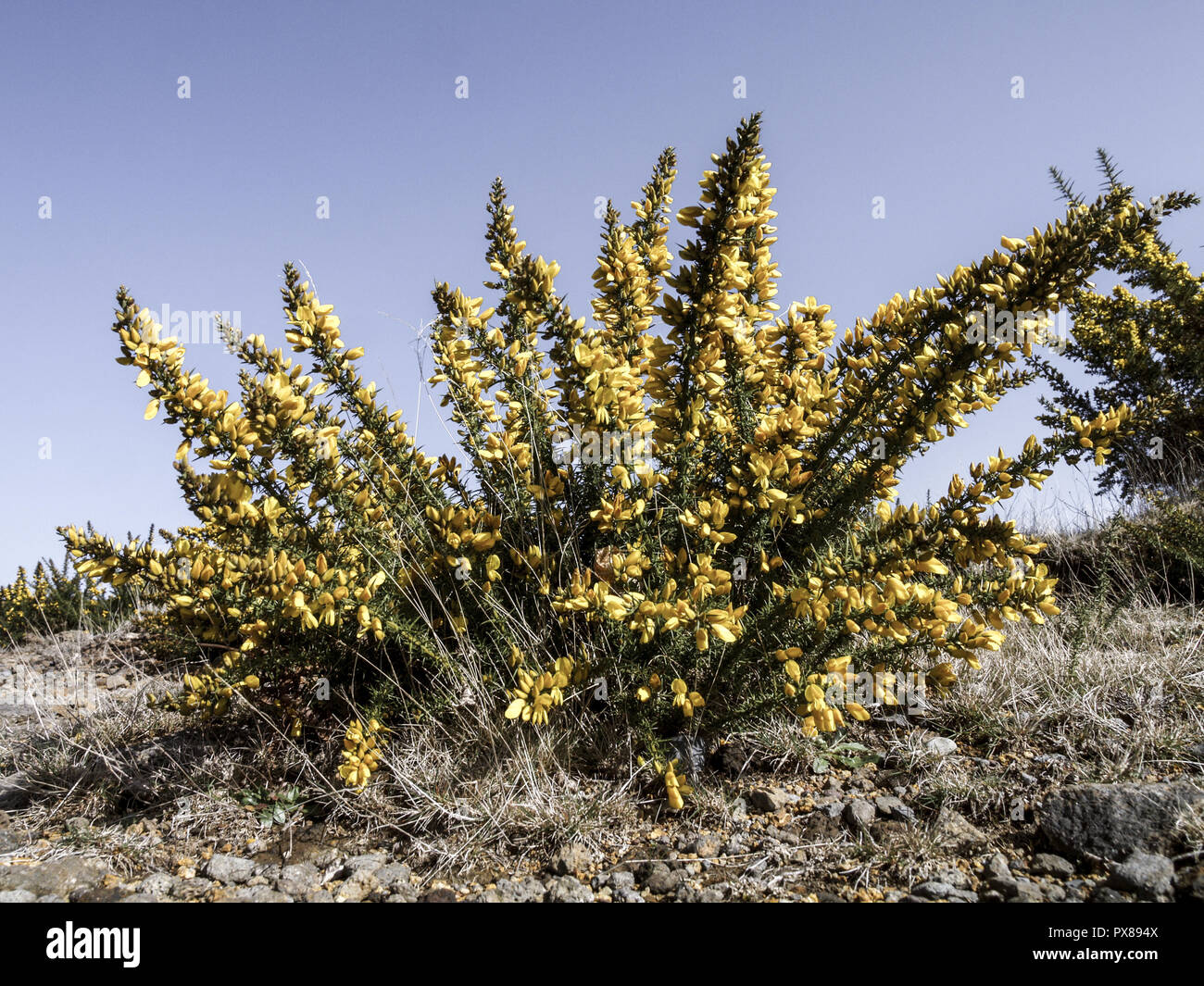 European gorse ulex europaeus plants hi-res stock photography and ...