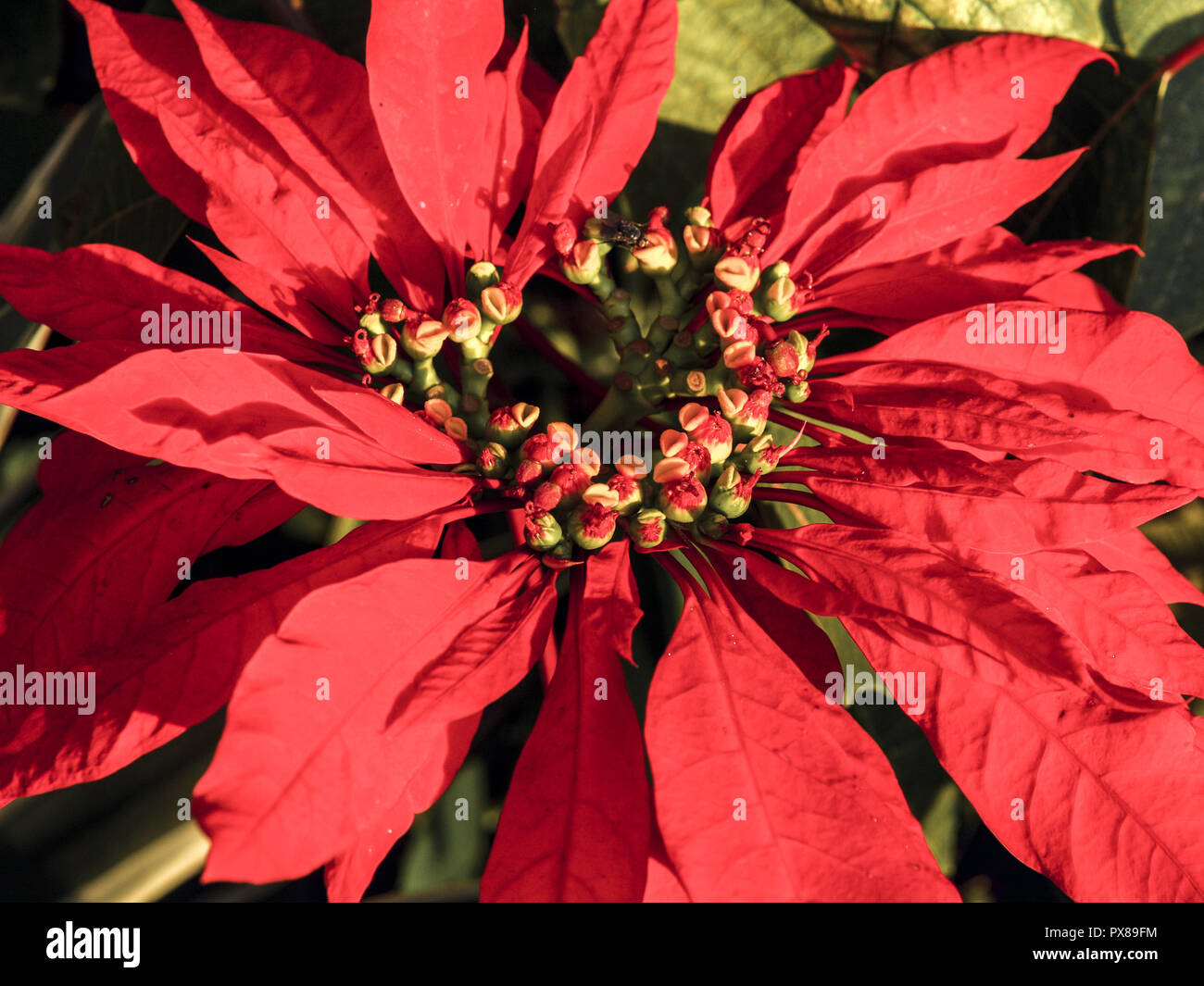 Flowerage of Madeira, bloom, poinsettia, Portugal, Madeira, South Coast ...