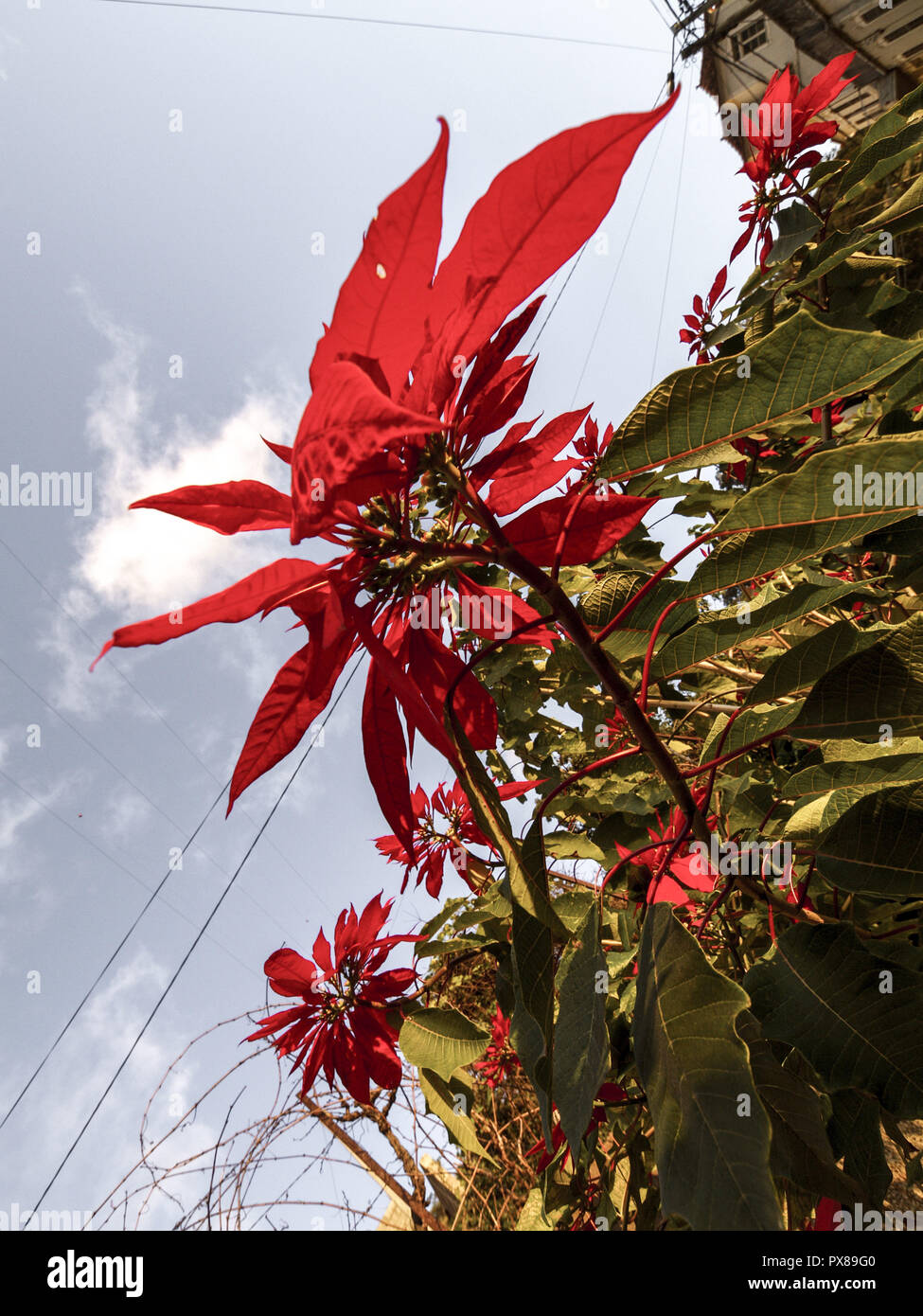 Madeira poinsettia hi-res stock photography and images - Alamy