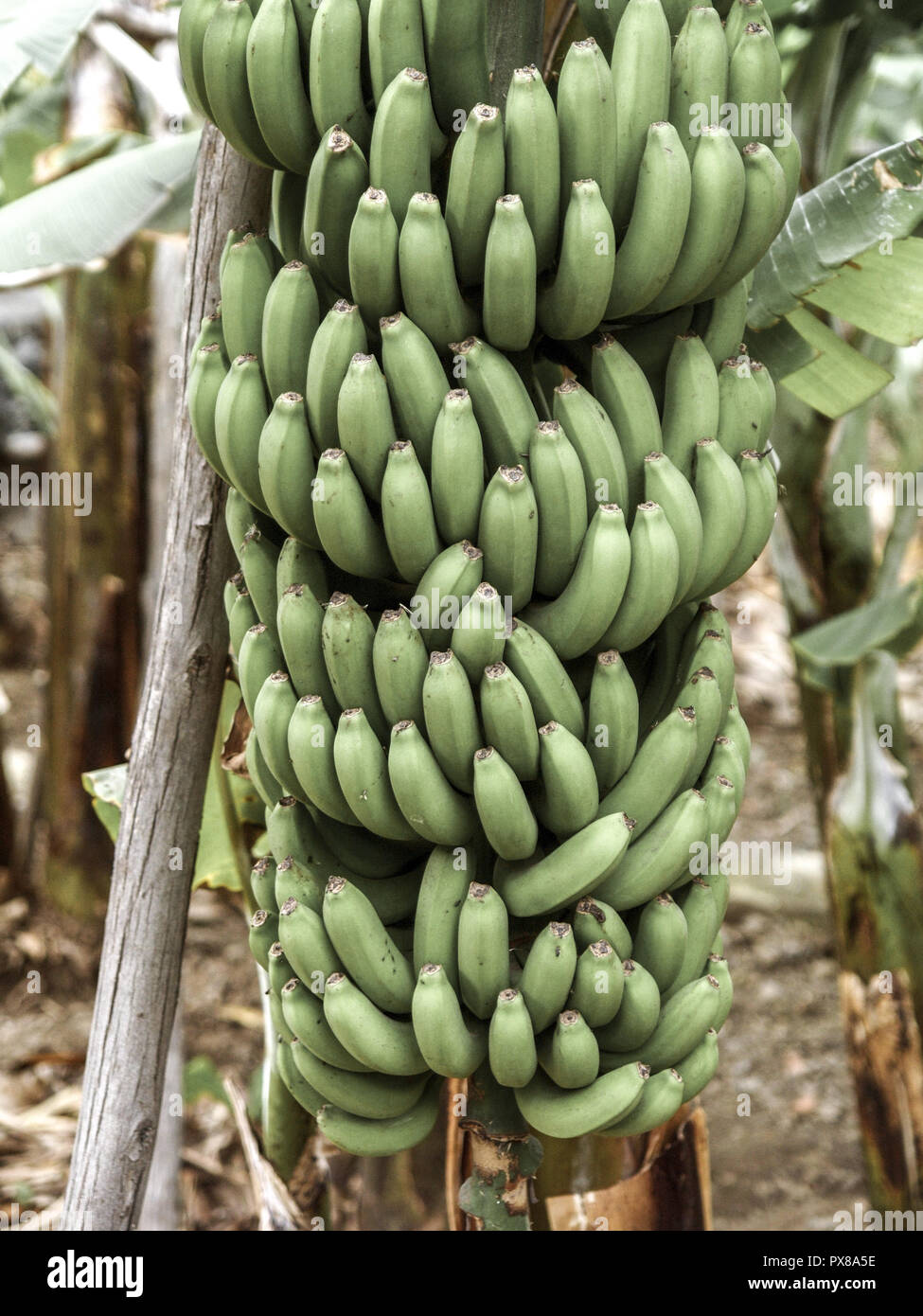 Banana plant, bananas, Portugal, Madeira, Funchal Stock Photo - Alamy
