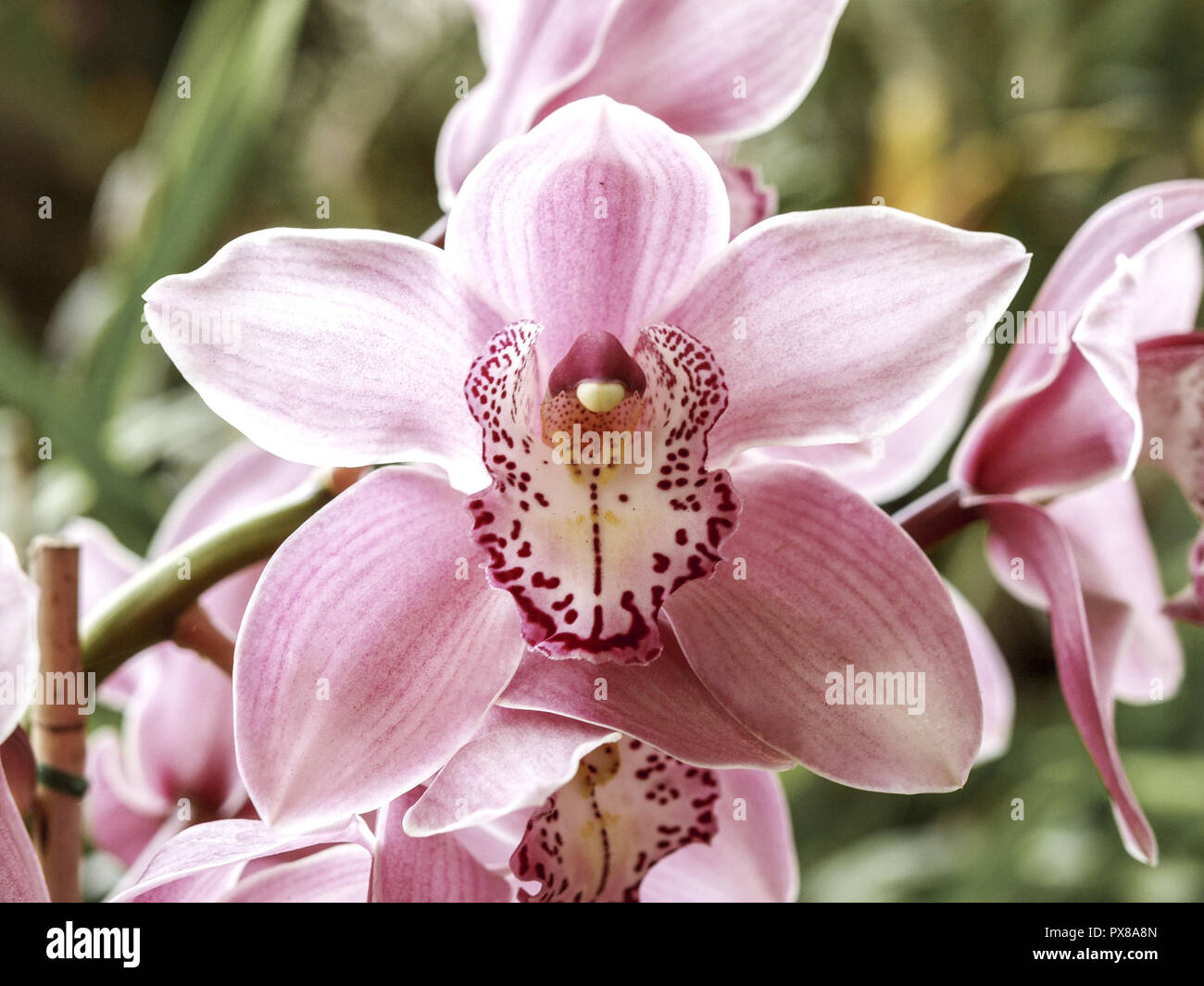 Orchids garden, flowerage of Madeira, Portugal, Madeira, Funchal Stock ...