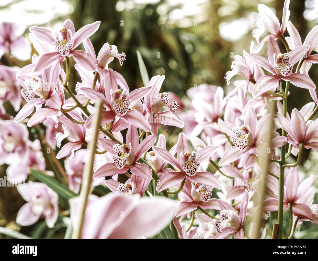 Orchids garden, flowerage of Madeira, Portugal, Madeira, Funchal Stock ...