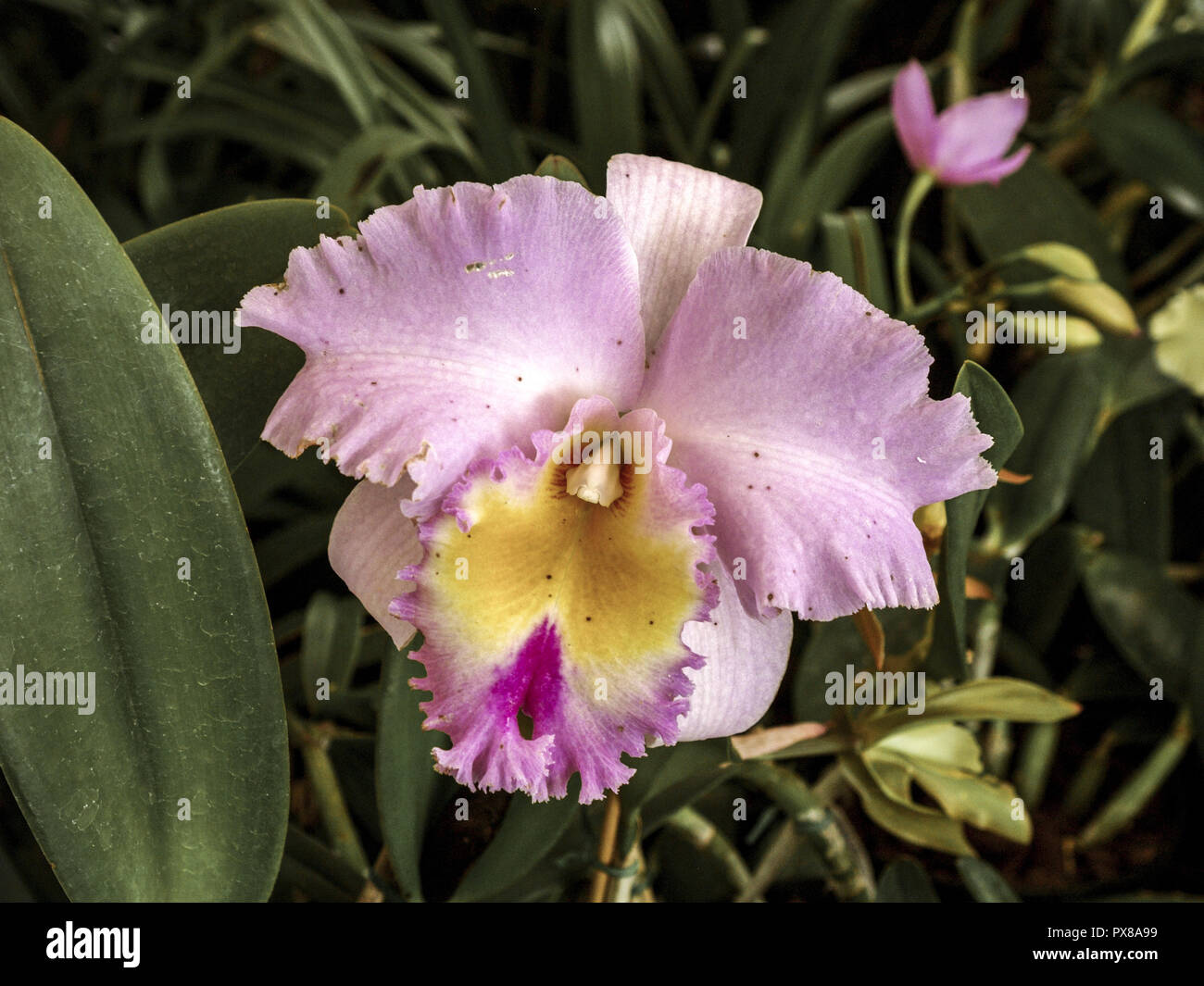 Orchids garden, flowerage of Madeira, Portugal, Madeira, Funchal Stock ...