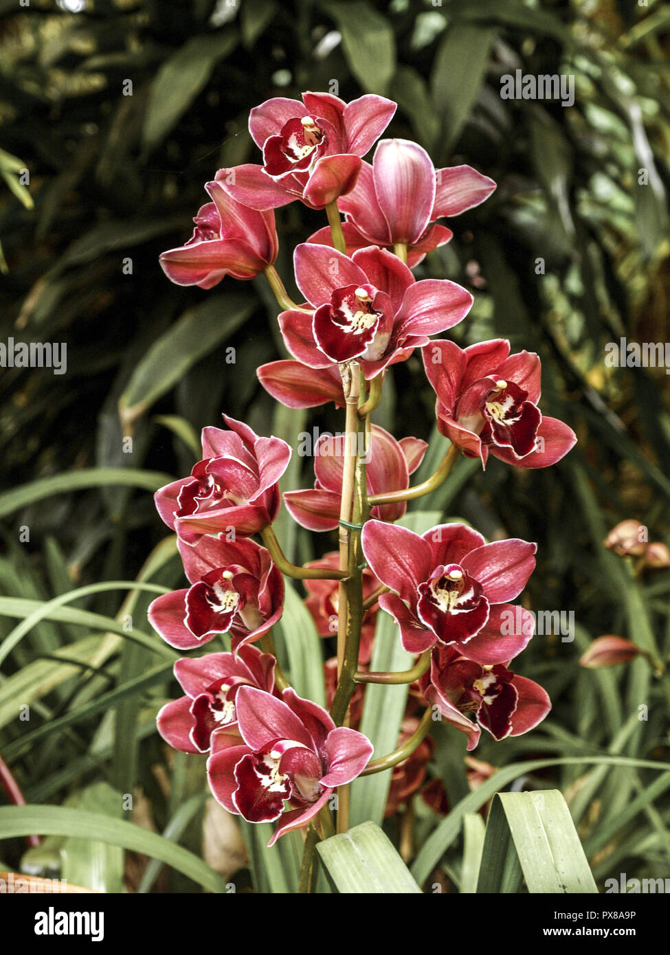 Orchids garden, flowerage of Madeira, Portugal, Madeira, Funchal Stock ...