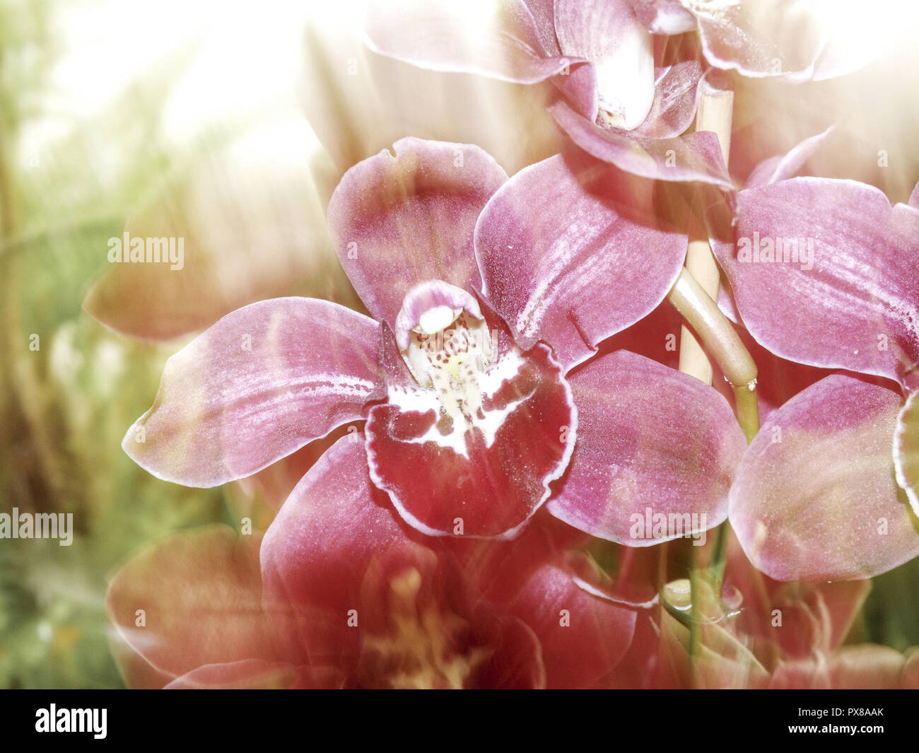 Orchids garden, flowerage of Madeira, Portugal, Madeira, Funchal Stock ...