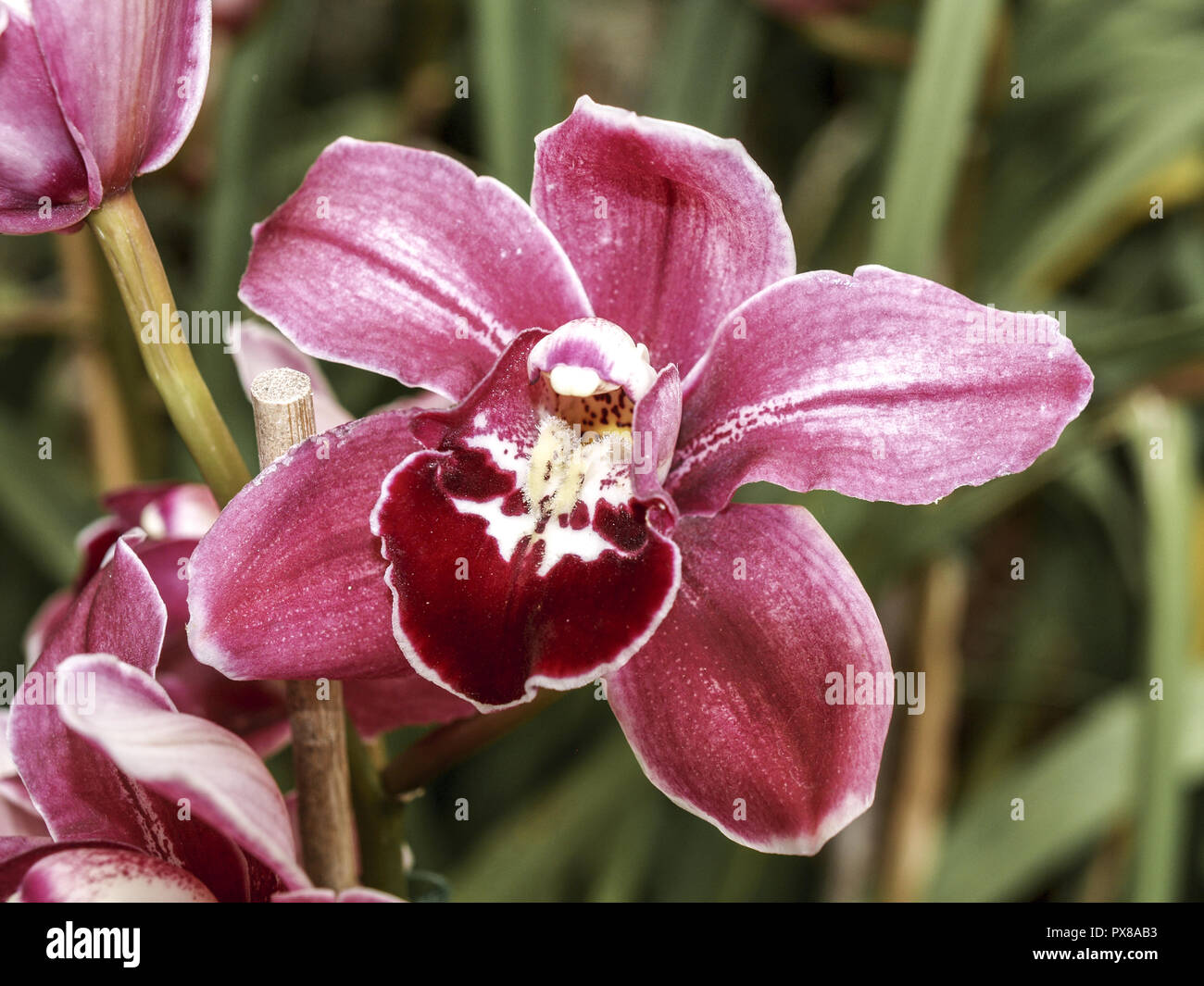 Orchids garden, flowerage of Madeira, Portugal, Madeira, Funchal Stock ...