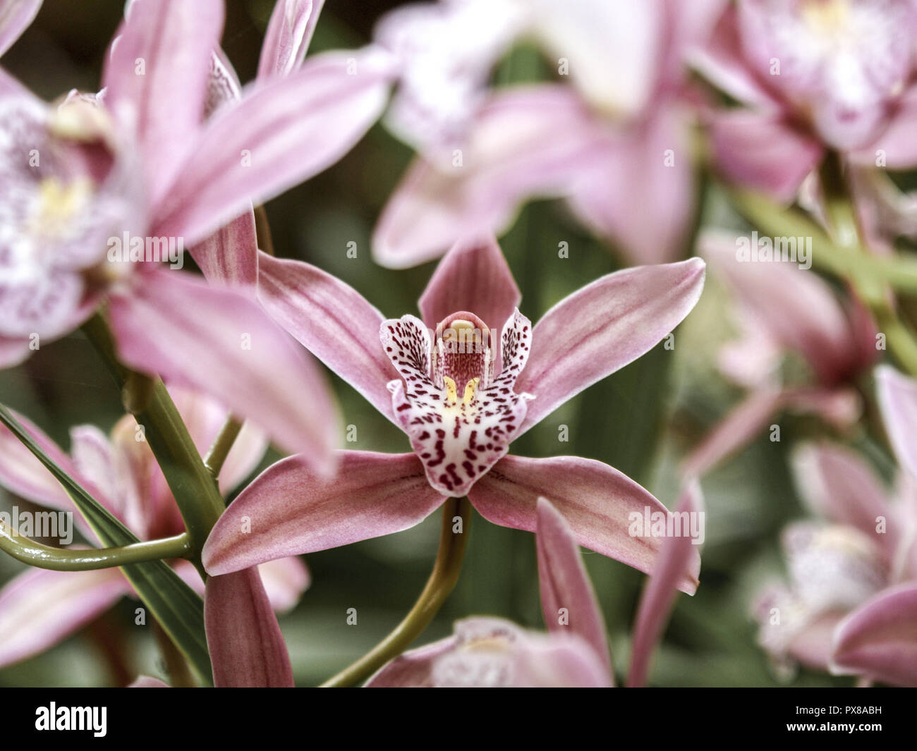 Orchids garden, flowerage of Madeira, Portugal, Madeira, Funchal Stock ...