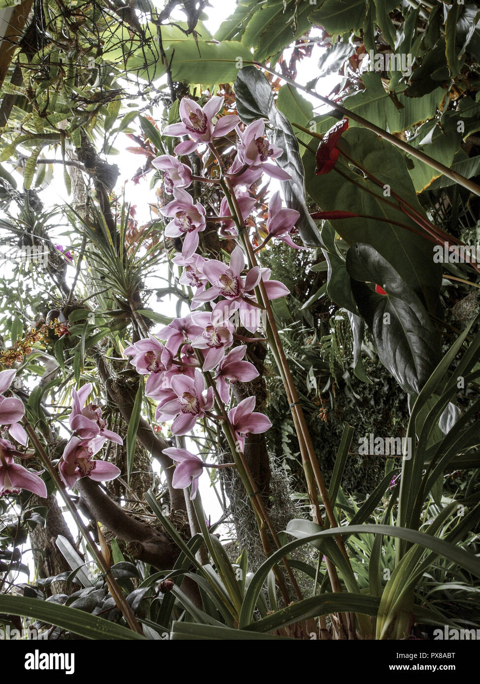 Orchids garden, flowerage of Madeira, Portugal, Madeira, Funchal Stock ...