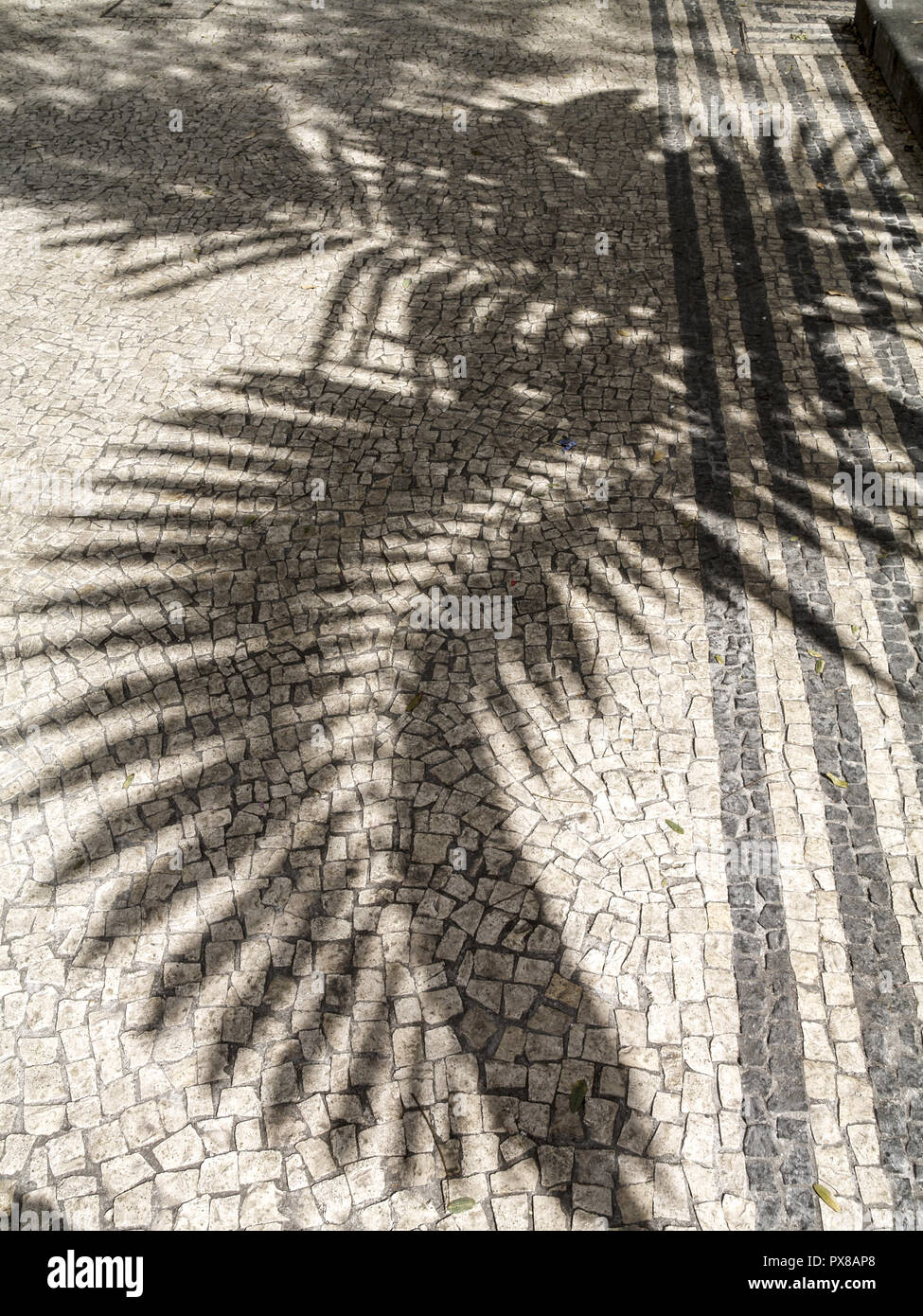 Palm tree paving stone shadow hi-res stock photography and images - Alamy