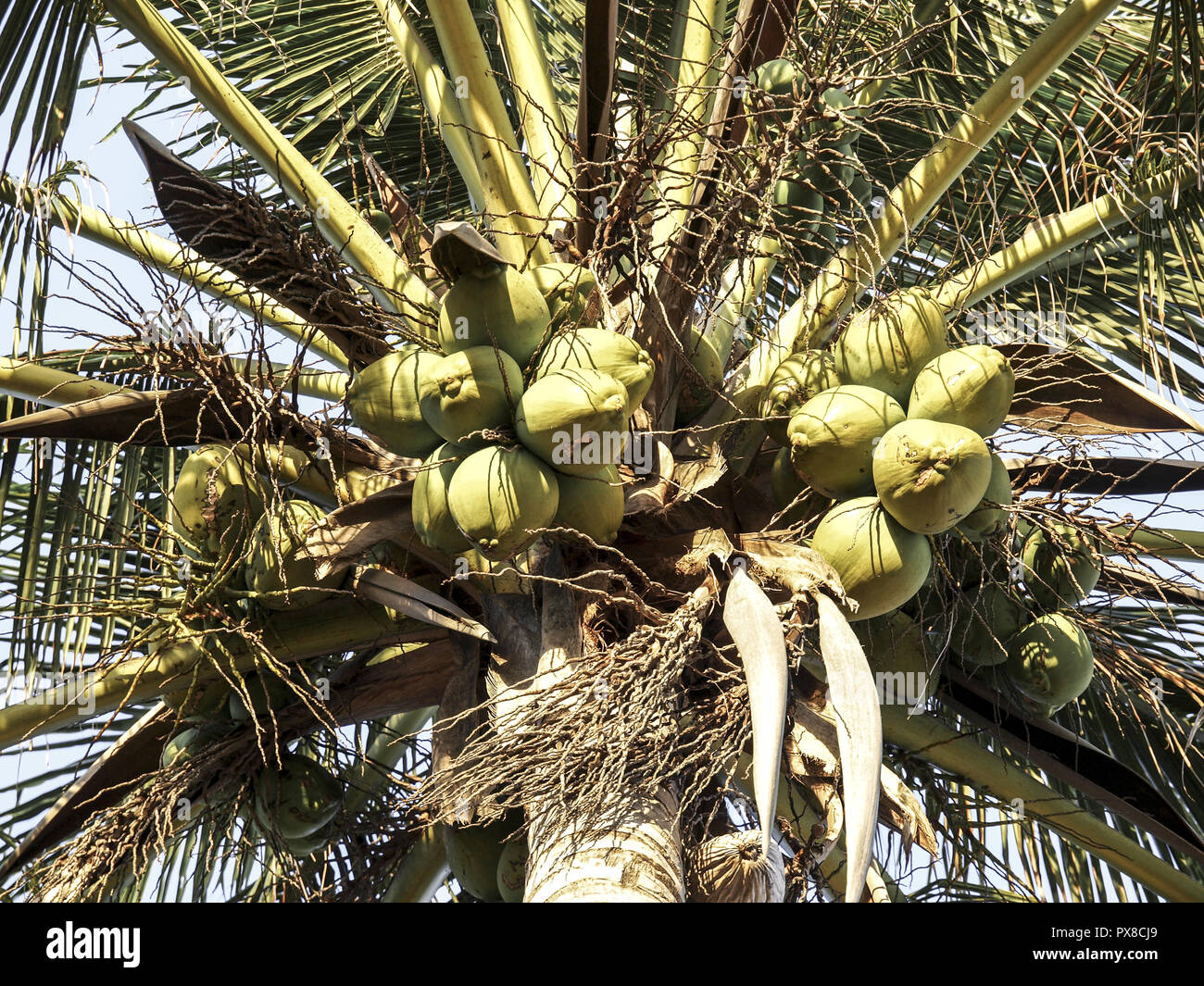 Palm tree, Cuba, Varadero Stock Photo - Alamy