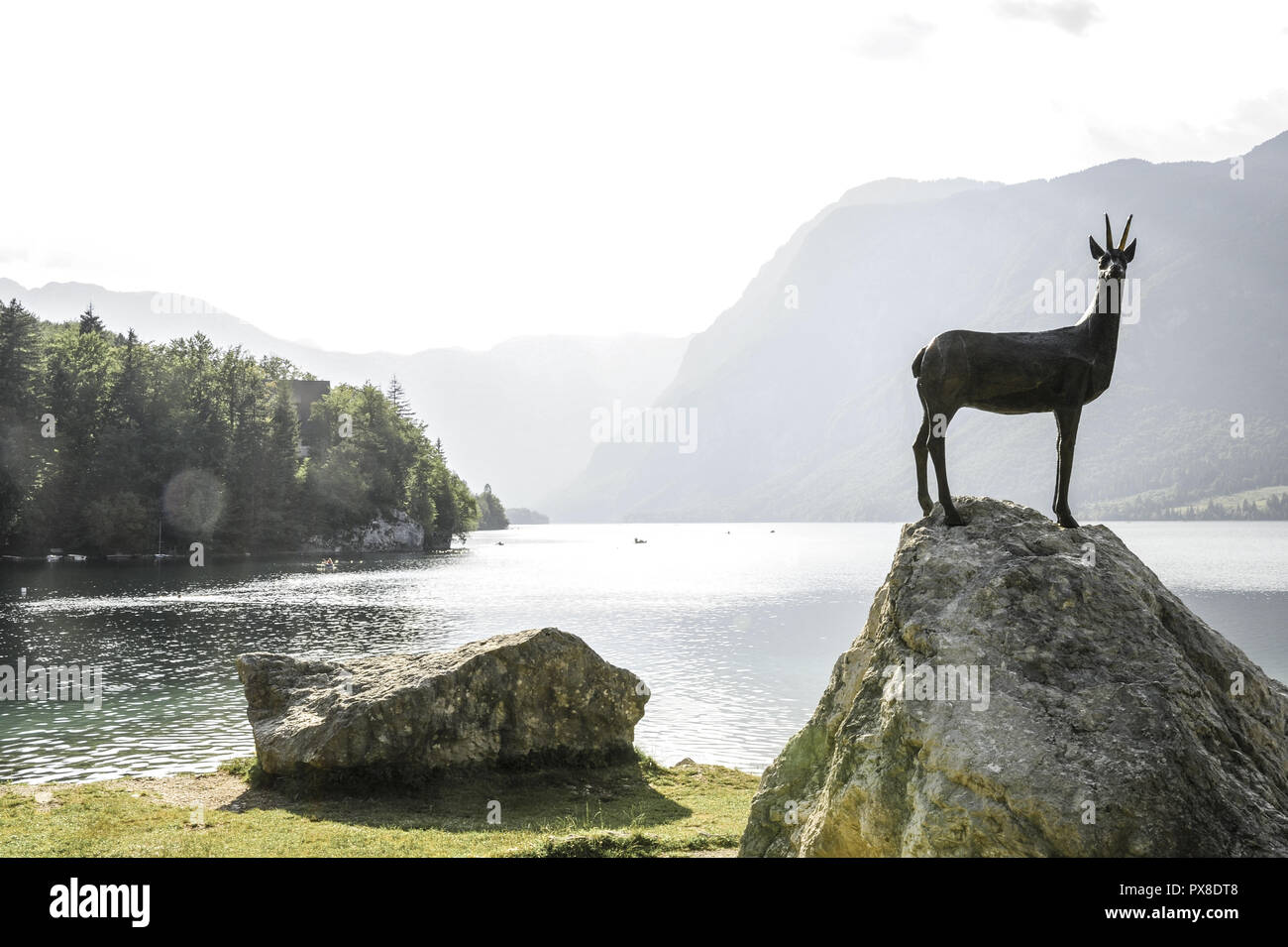 Chamois, Slovenia, national park Triglav, Bohinjsko jezera Stock Photo ...