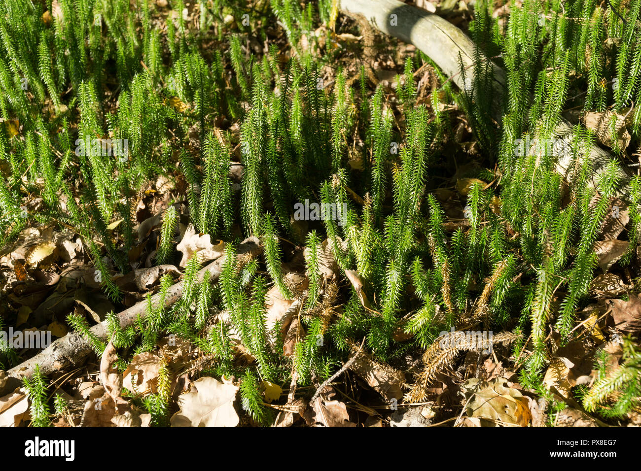 Lycopods High Resolution Stock Photography and Images - Alamy