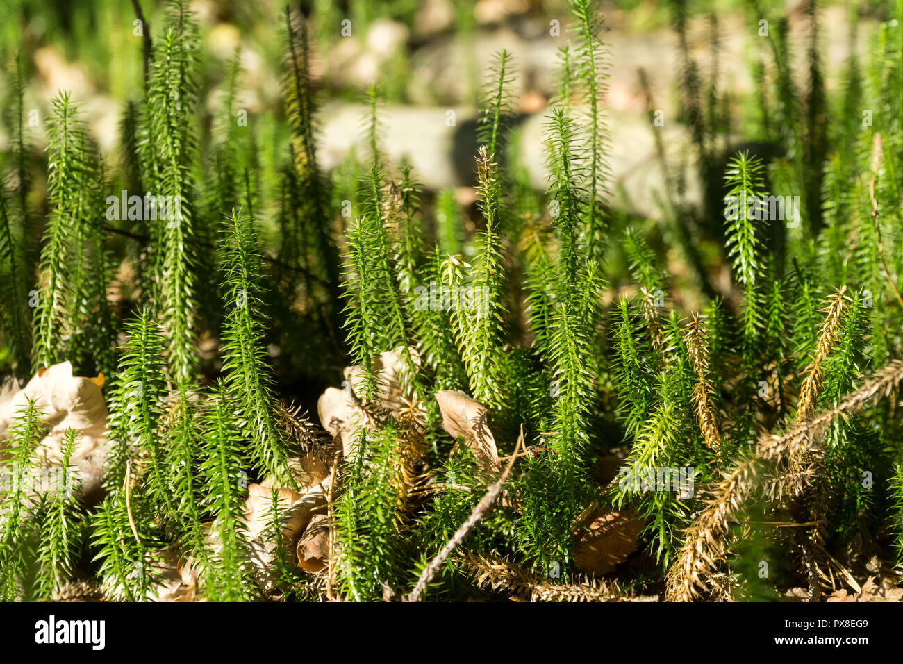 Lycopods hi-res stock photography and images - Alamy