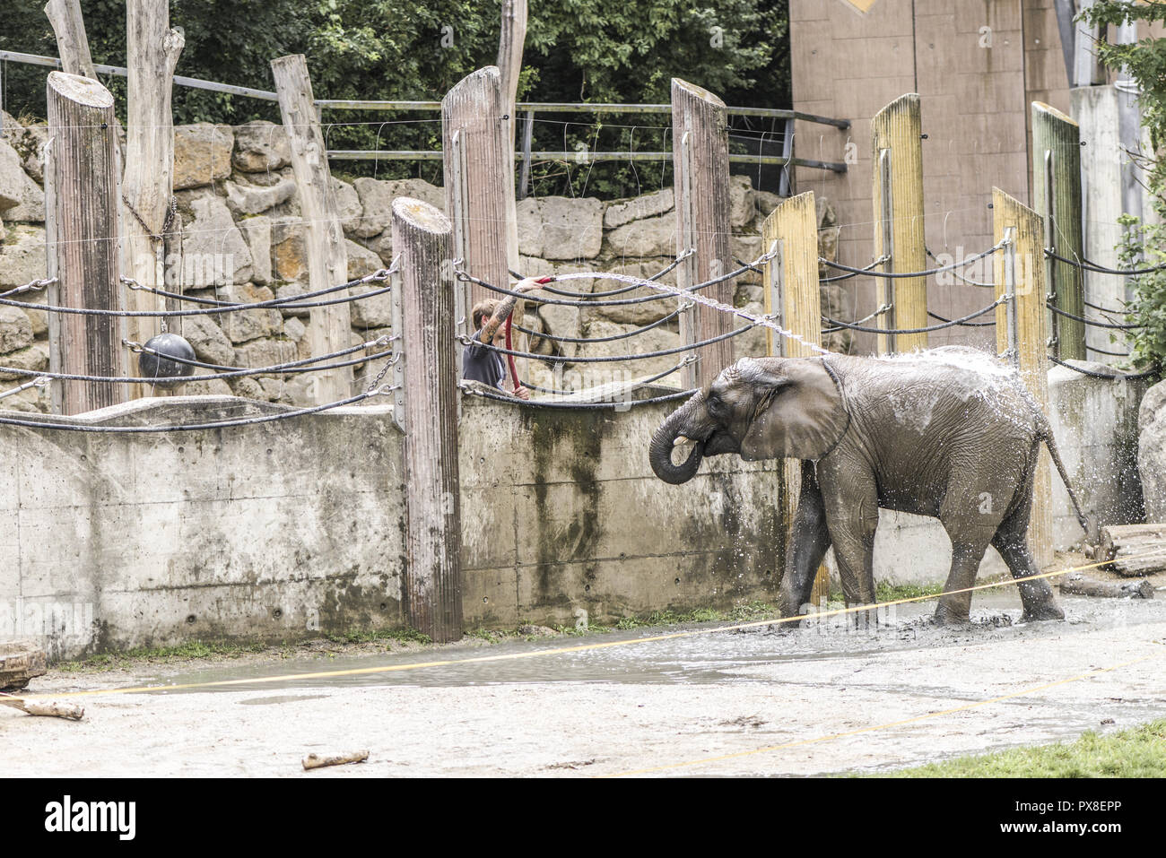 Austria elefant hi-res stock photography and images - Alamy