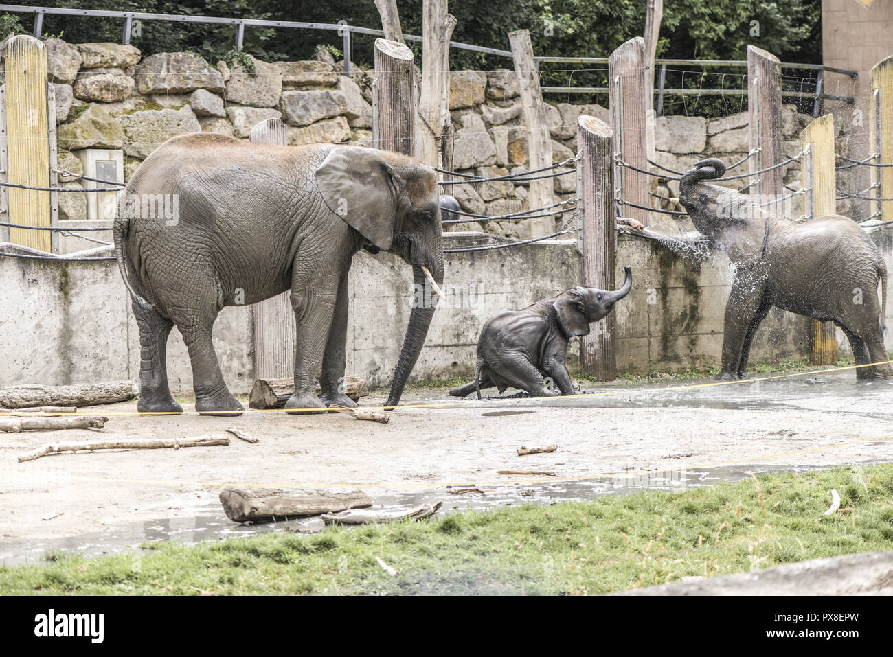 Vienna zoo elephants hi-res stock photography and images - Alamy