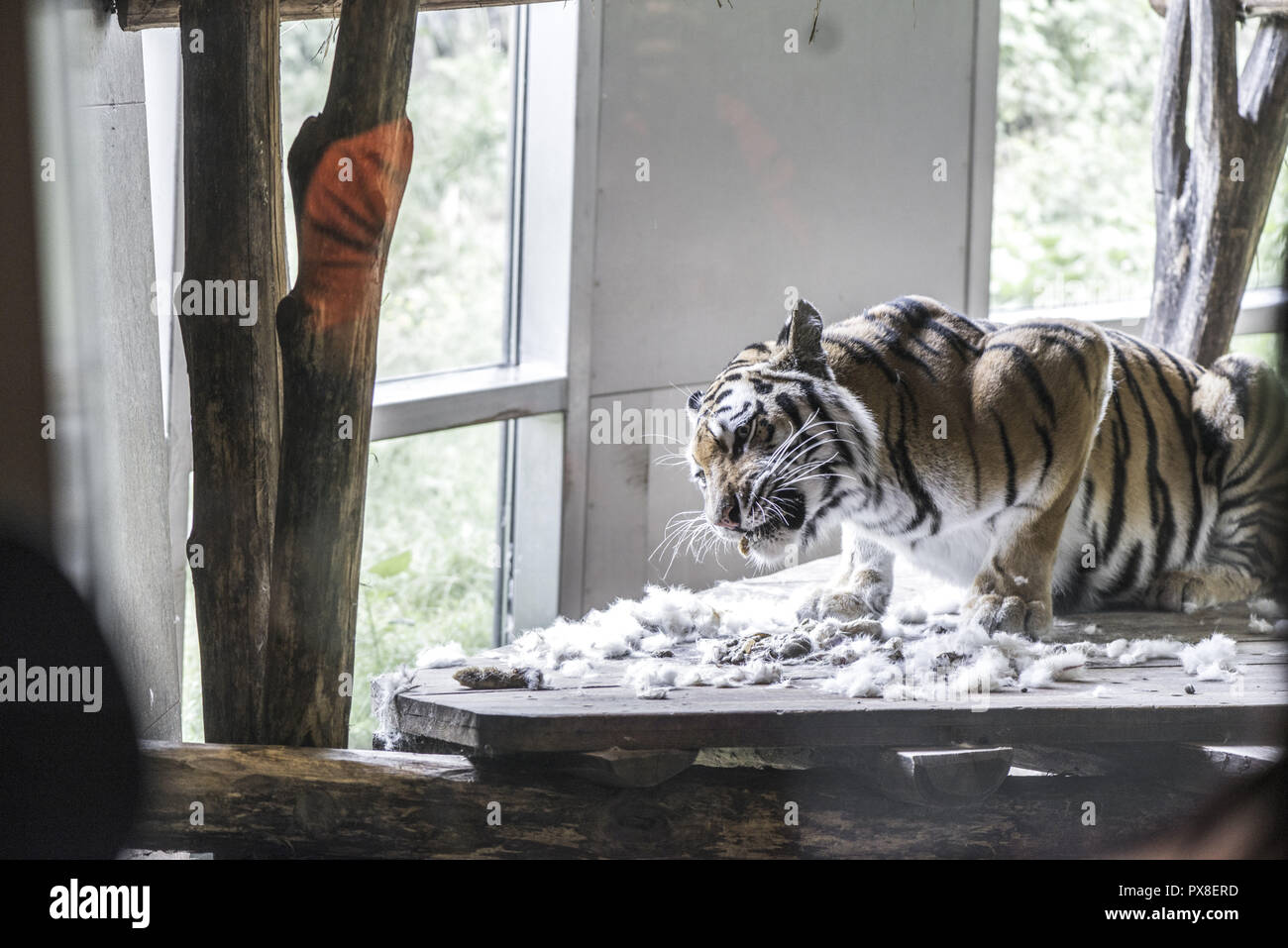 Tiger vienna hi-res stock photography and images - Alamy