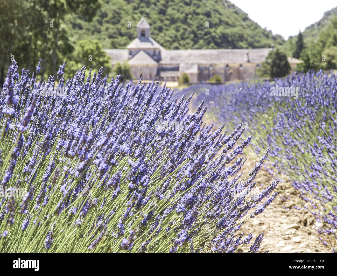 Lavender, Abbaye de Senanque, monastery, Provence, France, Senanque ...