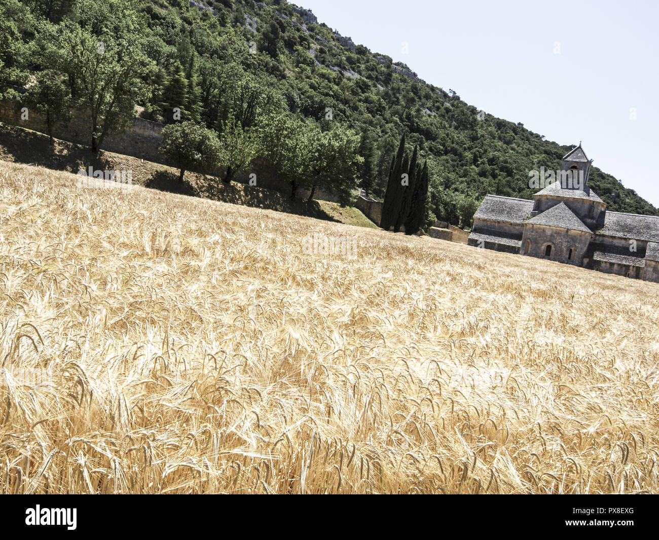 Lavender, Abbaye de Senanque, monastery, Provence, France, Senanque ...