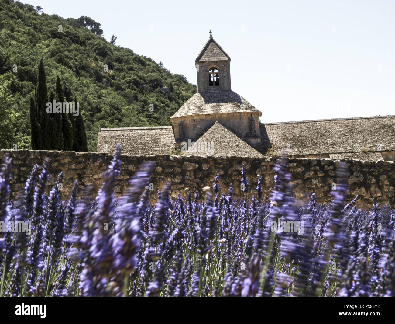 Lavender, Abbaye de Senanque, monastery, Provence, France, Senanque ...