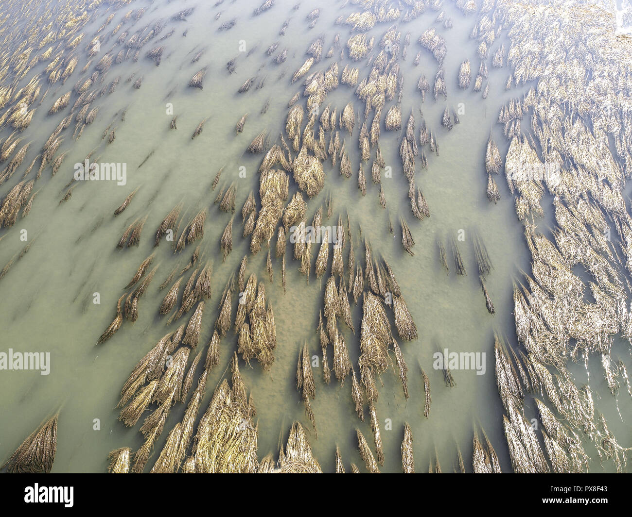 Environmental ecological plants structure water river pollution plant ...