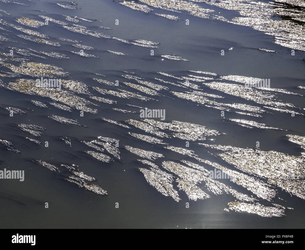 Environmental ecological plants structure water river pollution plant ...