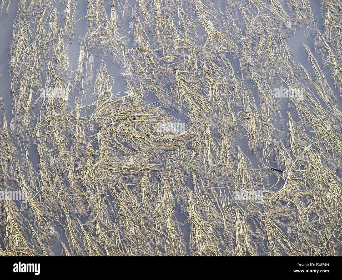Environmental ecological plants structure water river pollution plant ...
