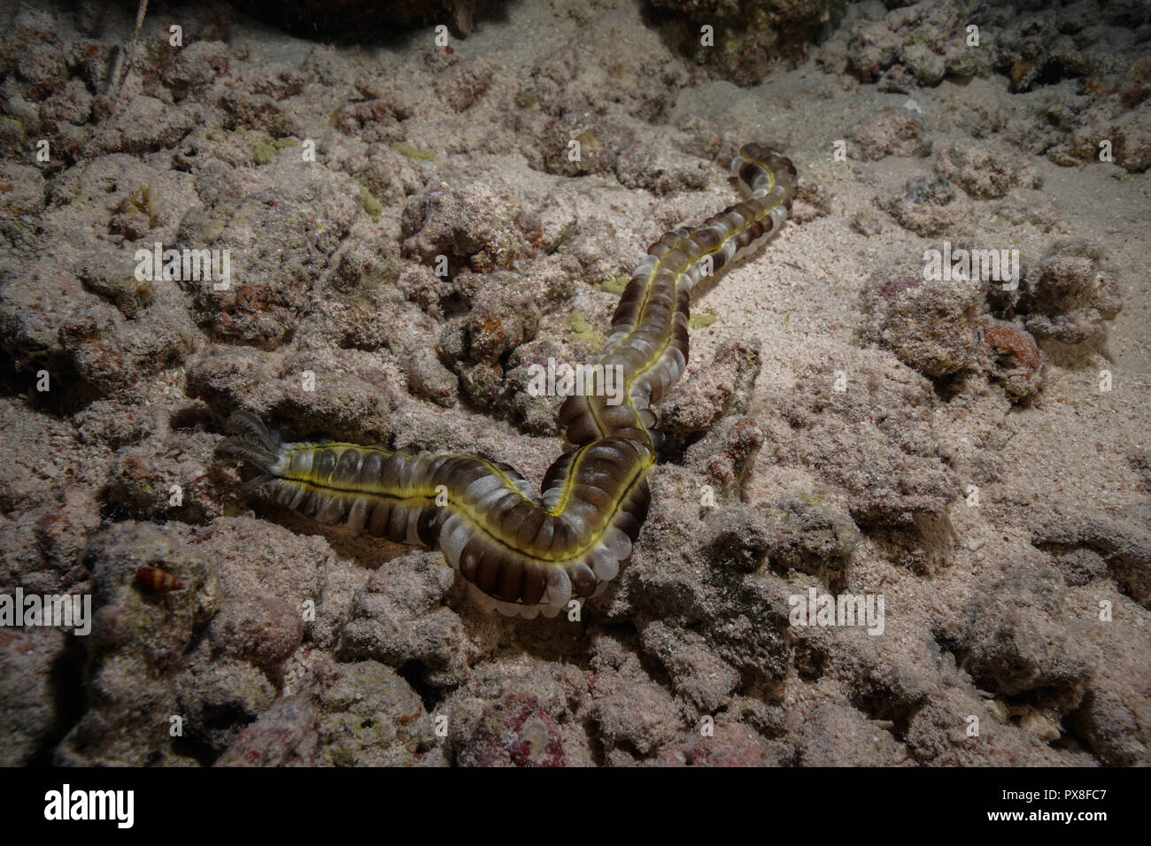 Tropical fish at the Maldives Stock Photo - Alamy