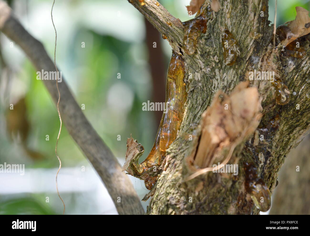 resin flow on tree in park Stock Photo - Alamy