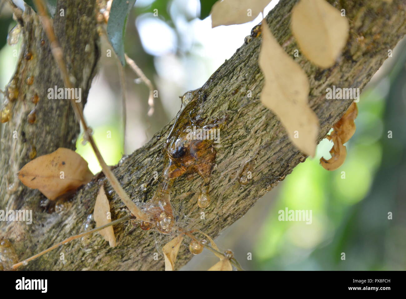 Resin nest hi-res stock photography and images - Alamy