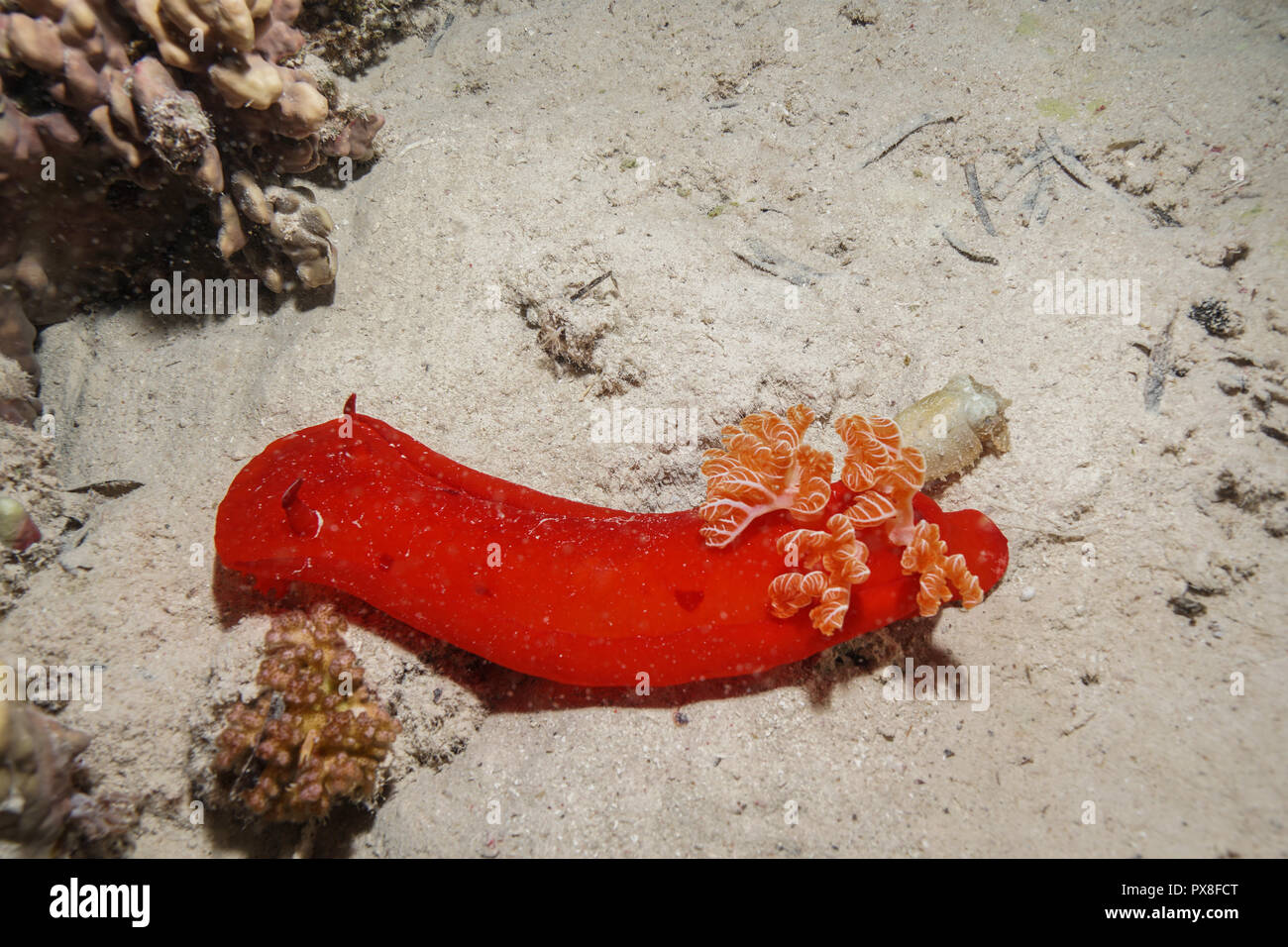 Spanish dancer fish at the Red Sea Stock Photo - Alamy