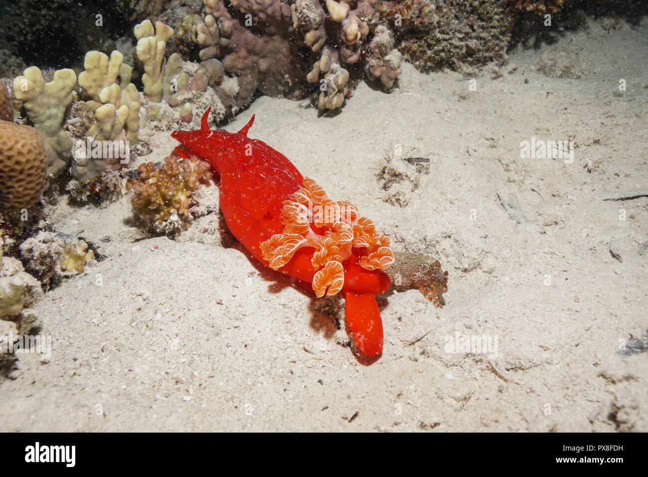 Spanish dancer fish at the Red Sea Stock Photo - Alamy