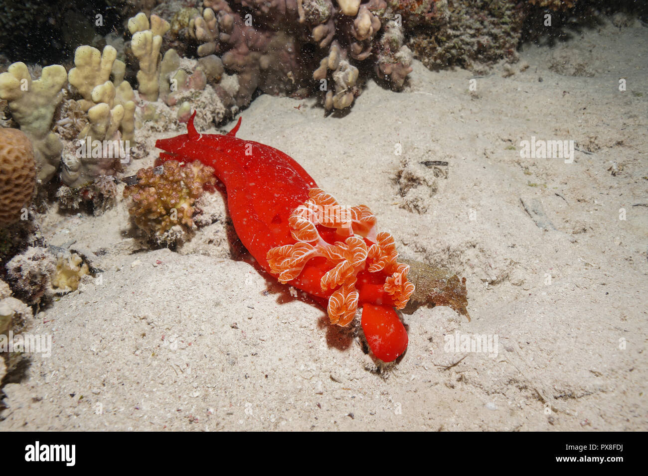 Spanish dancer fish at the Red Sea Stock Photo - Alamy