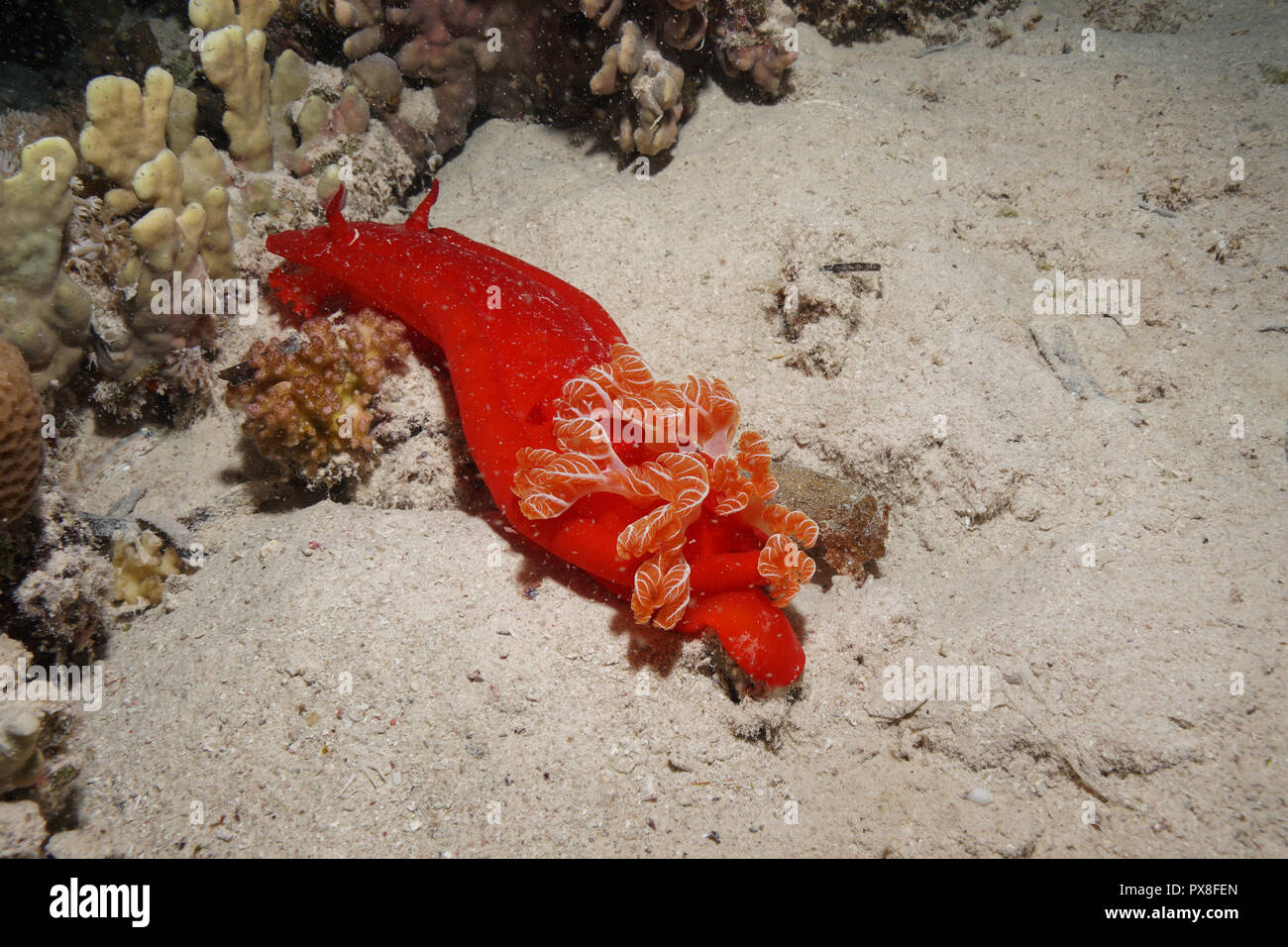 Spanish aquatic ecosystem hi-res stock photography and images - Alamy
