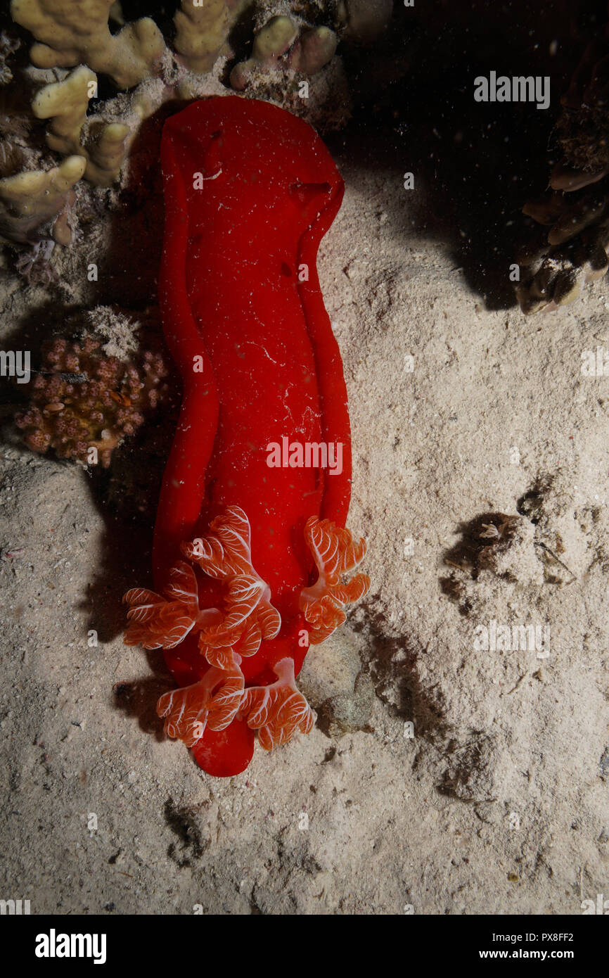Spanish dancer fish at the Red Sea Stock Photo - Alamy