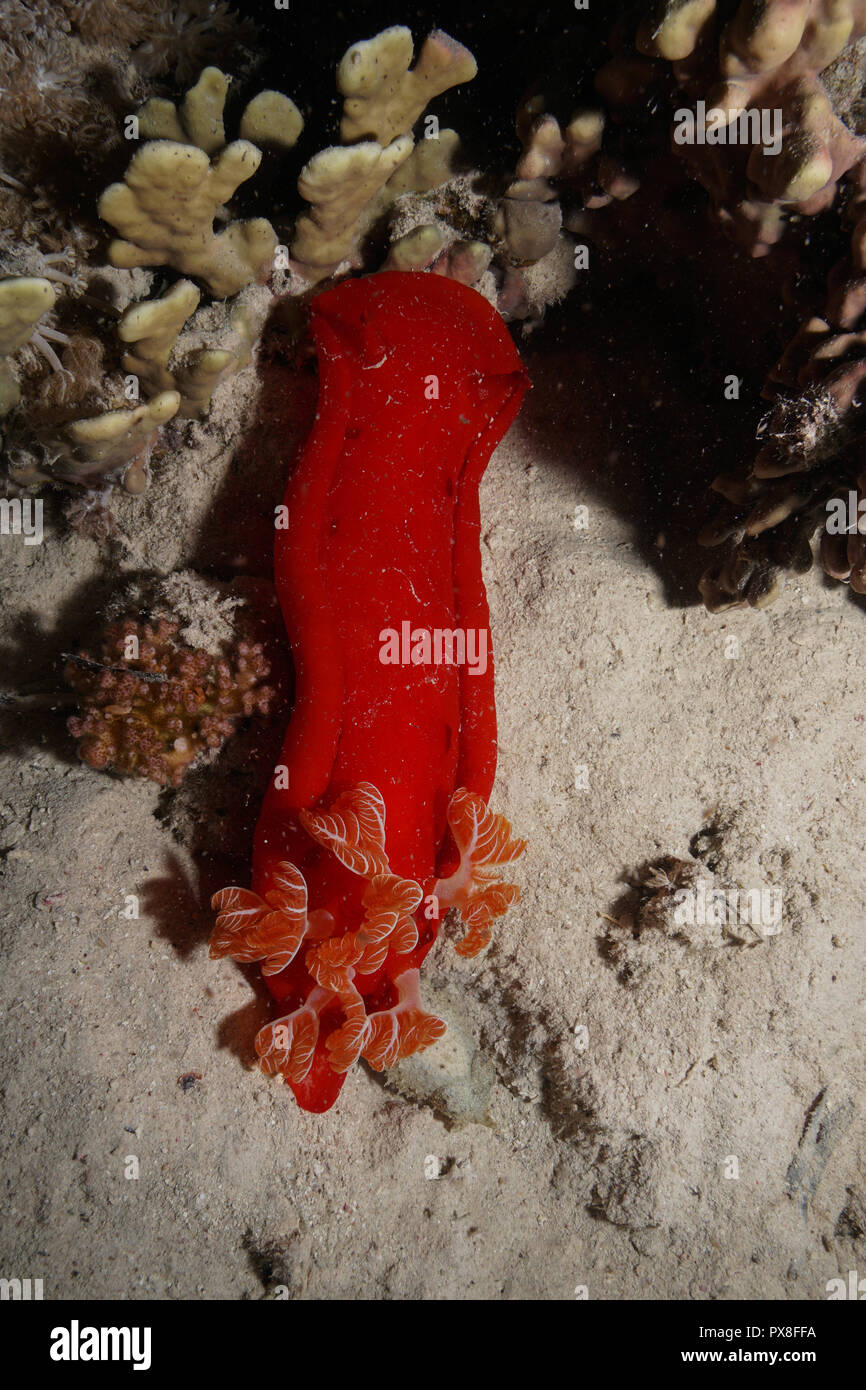 Spanish dancer fish at the Red Sea Stock Photo - Alamy