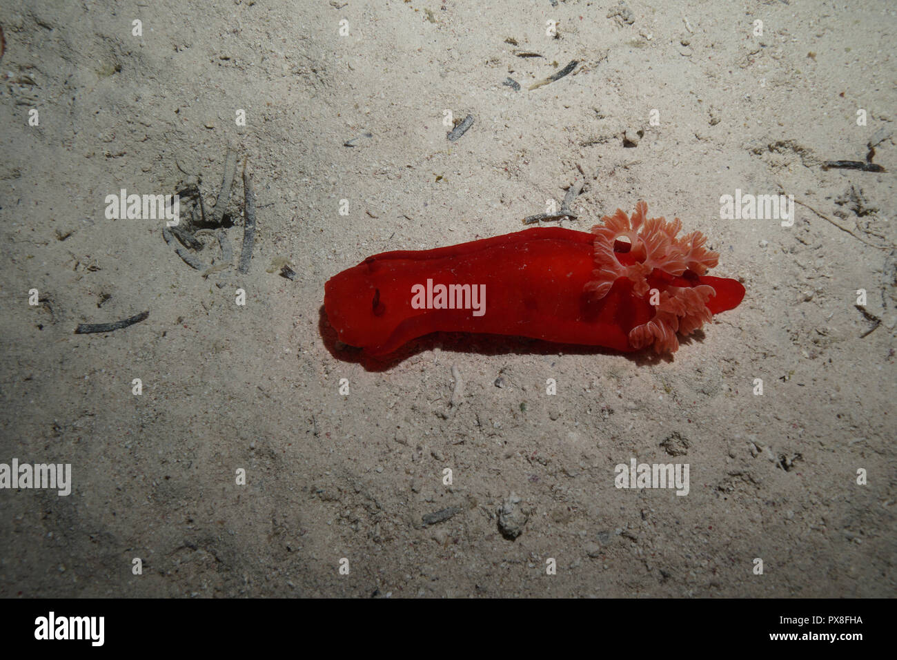 Spanish dancer fish at the Red Sea Stock Photo - Alamy