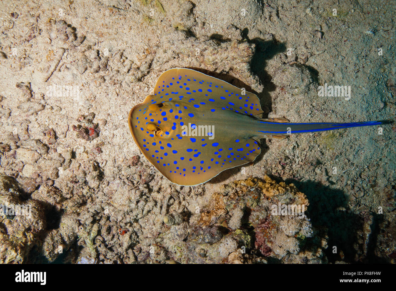 Blue Spotted Stingray at the Red Sea Stock Photo - Alamy