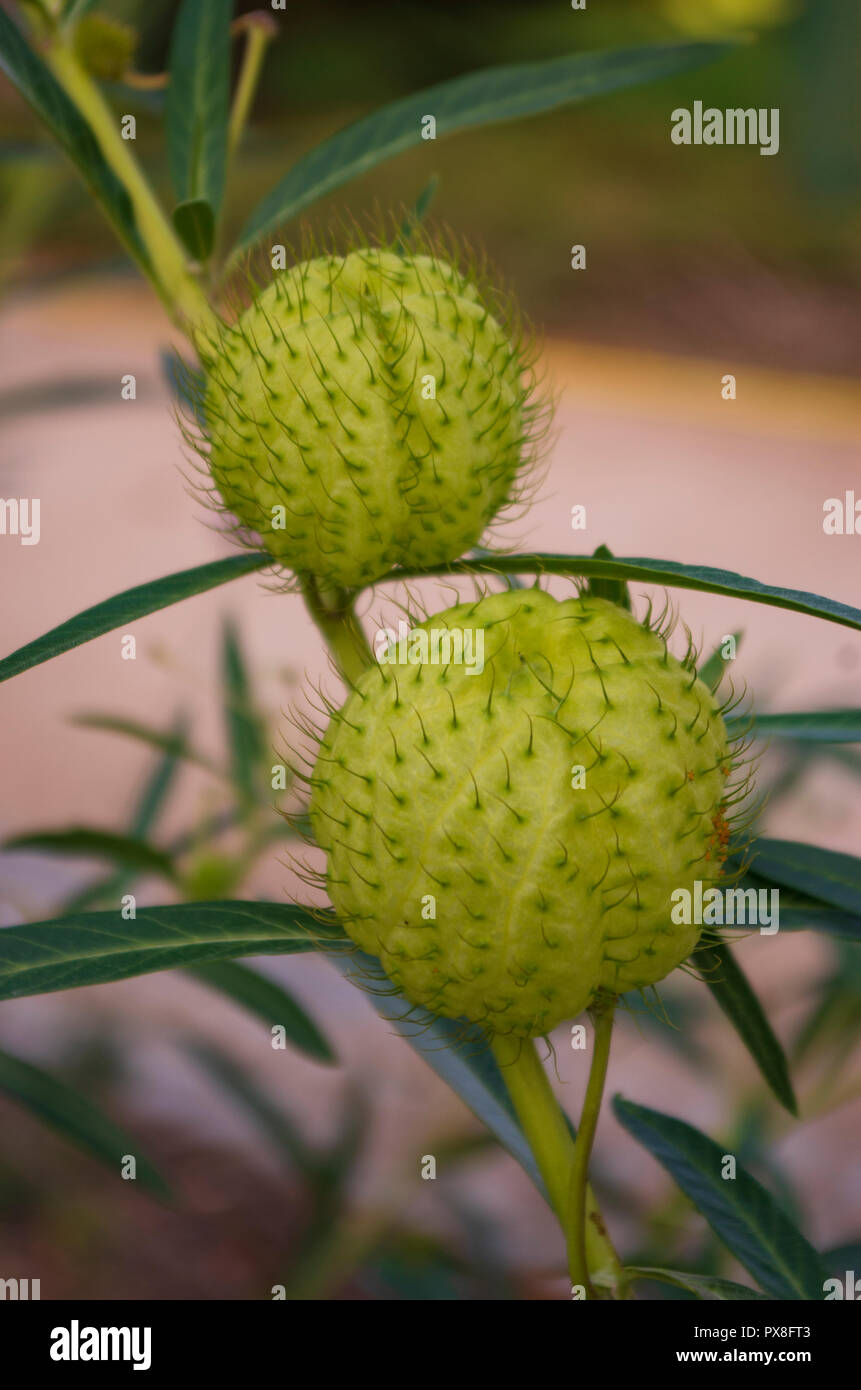 Original seed hi-res stock photography and images - Alamy