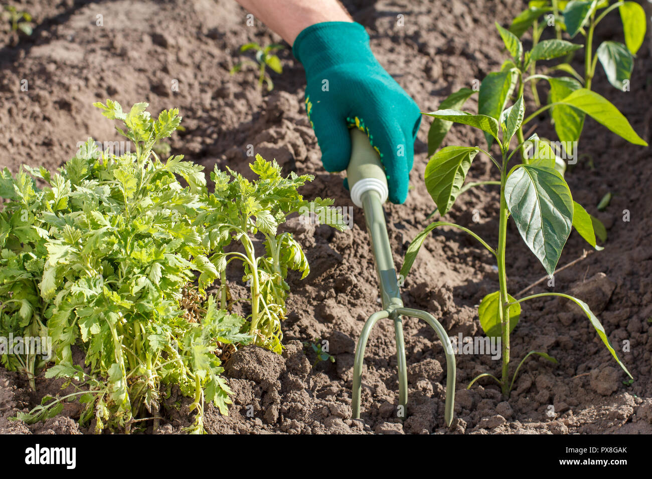 Small hand garden rake in hand dressed in a green glove is loosening ...