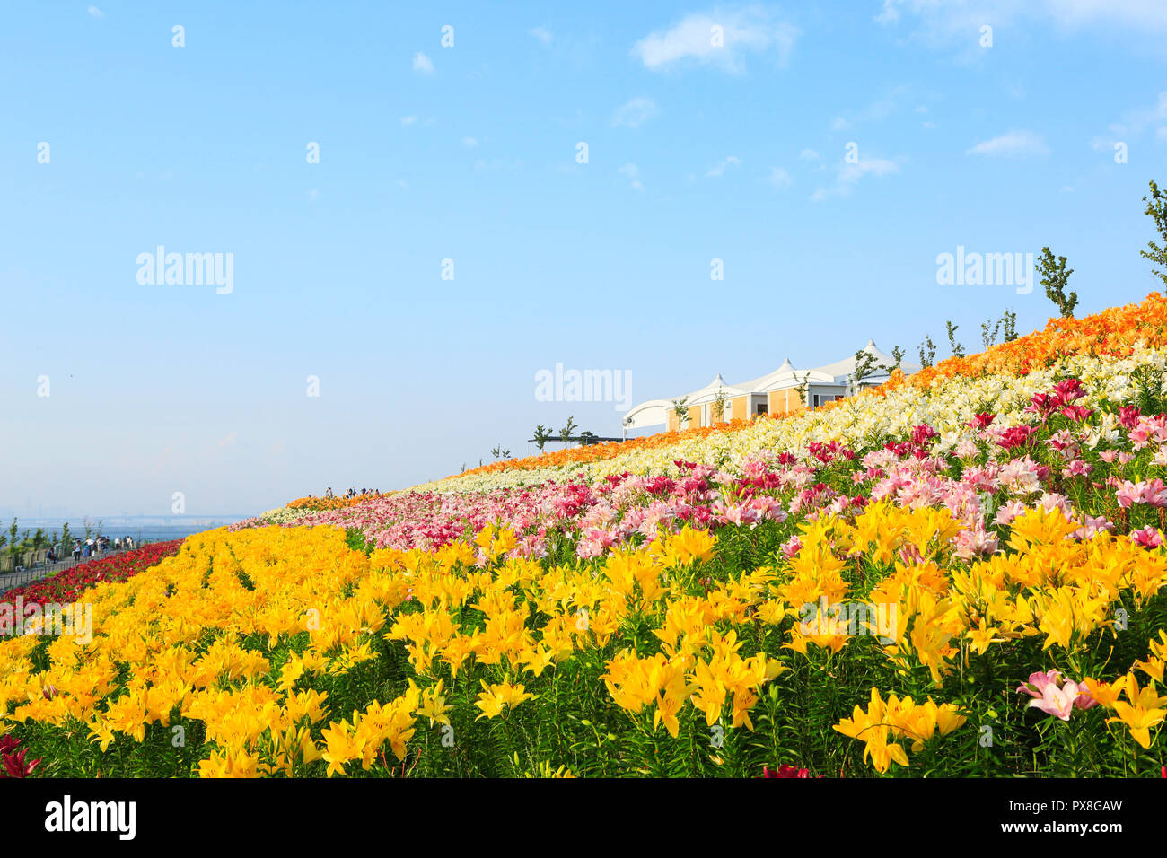 Lily of flowers in Maishima Stock Photo - Alamy