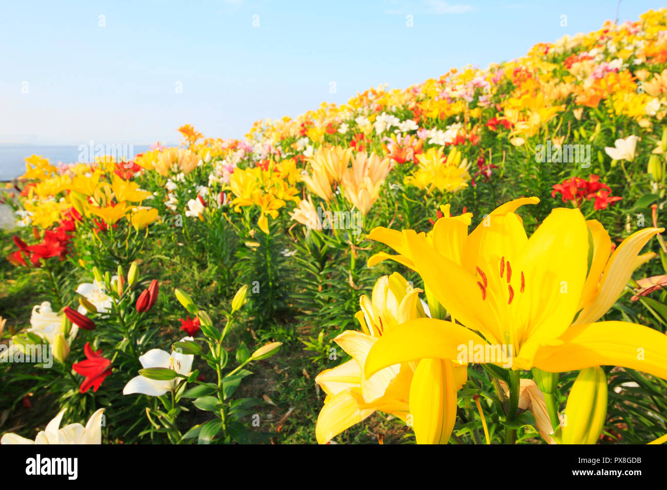 Lily of flowers in Maishima Stock Photo - Alamy