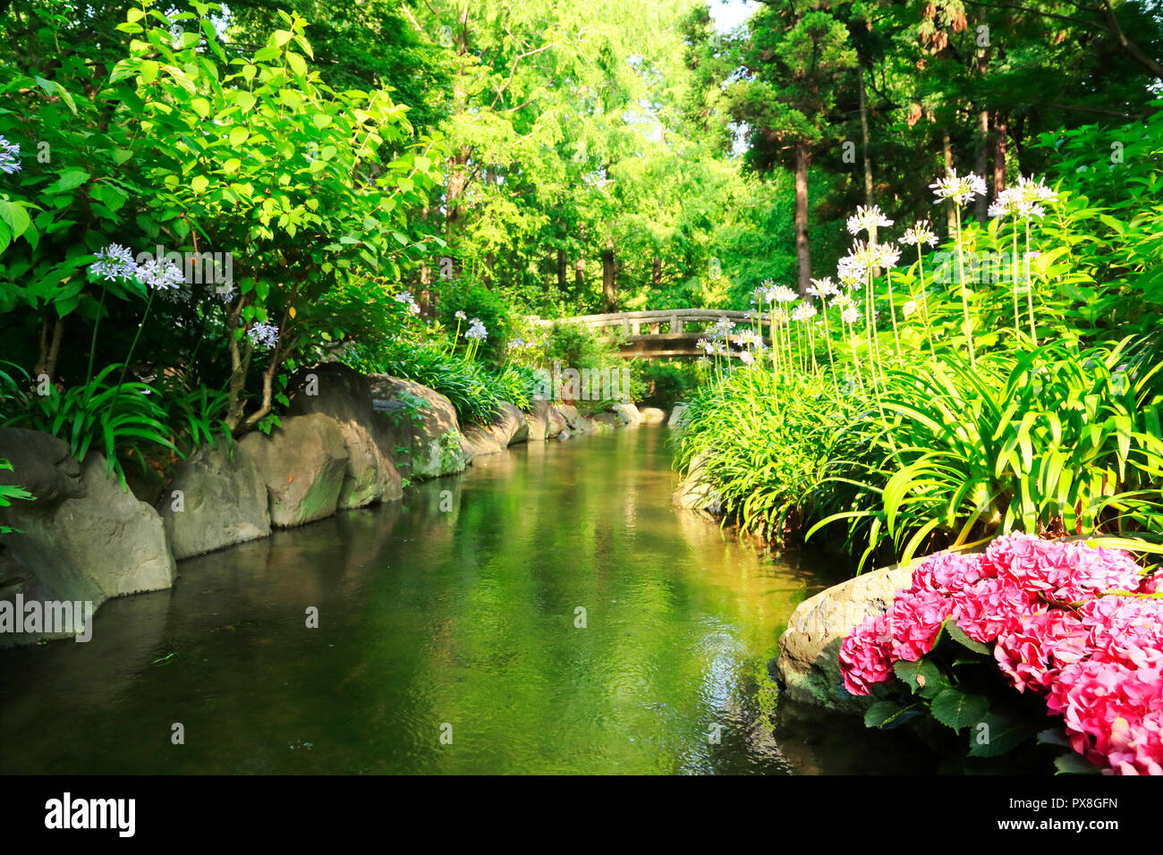Hydrangea in Nagai Botanical Garden Stock Photo - Alamy