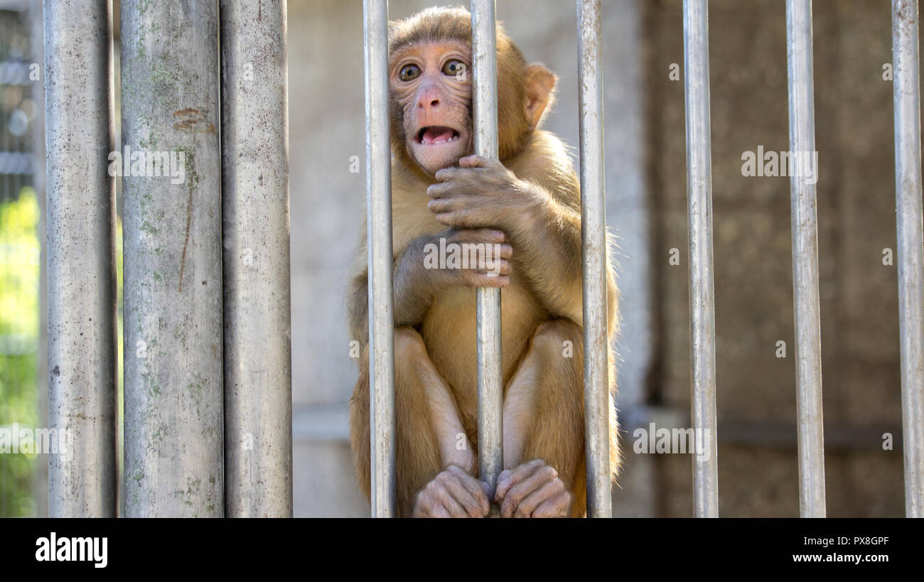 Portrait of a little monkey sitting in a cage in monkeys nursery Stock ...