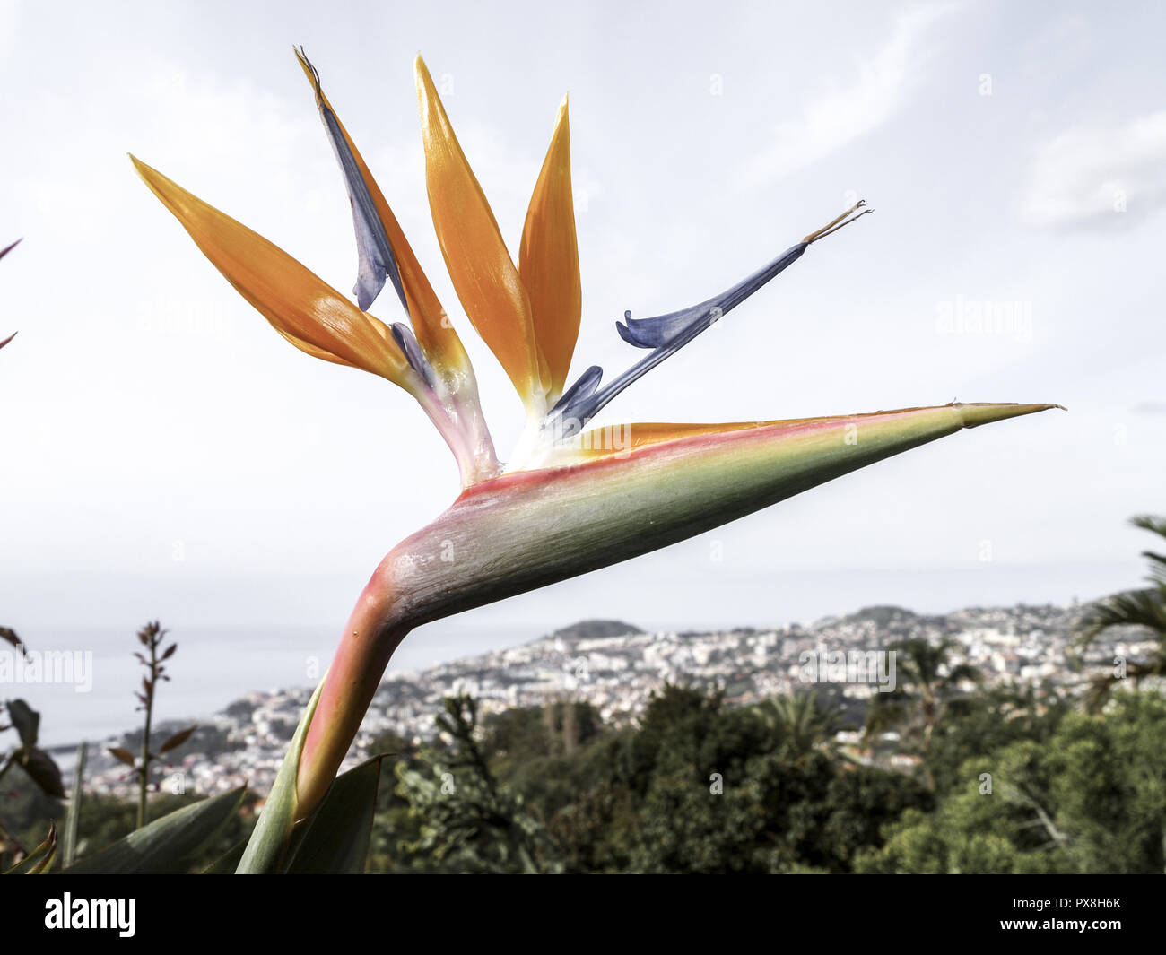 Bird-of-paradise flower, Strelitzia reginae, flowerage of Madeira ...