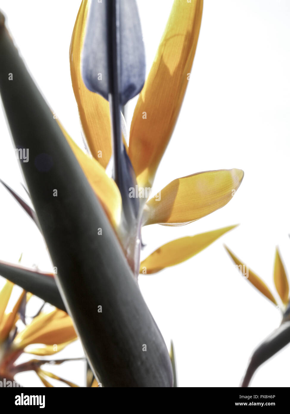 Bird-of-paradise flower, Strelitzia reginae, flowerage of Madeira ...