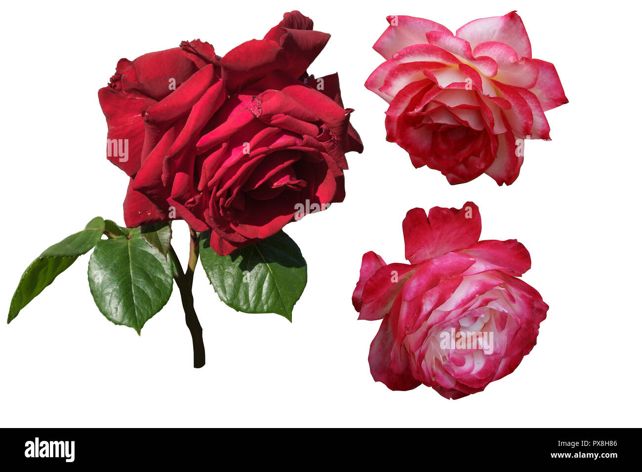 the isolate red rose with green leaves Stock Photo - Alamy