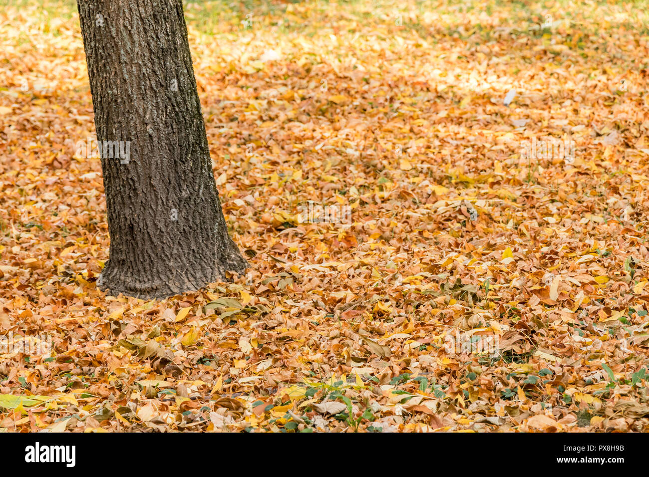 Autumn is coming, fall leaves and trunk of a tree, Slovakia Stock Photo ...